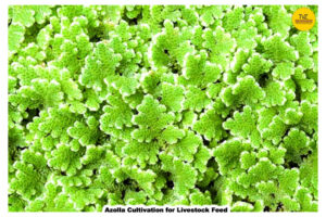 Sustainable Azolla Farming: The Future of Protein Livestock Feed ...