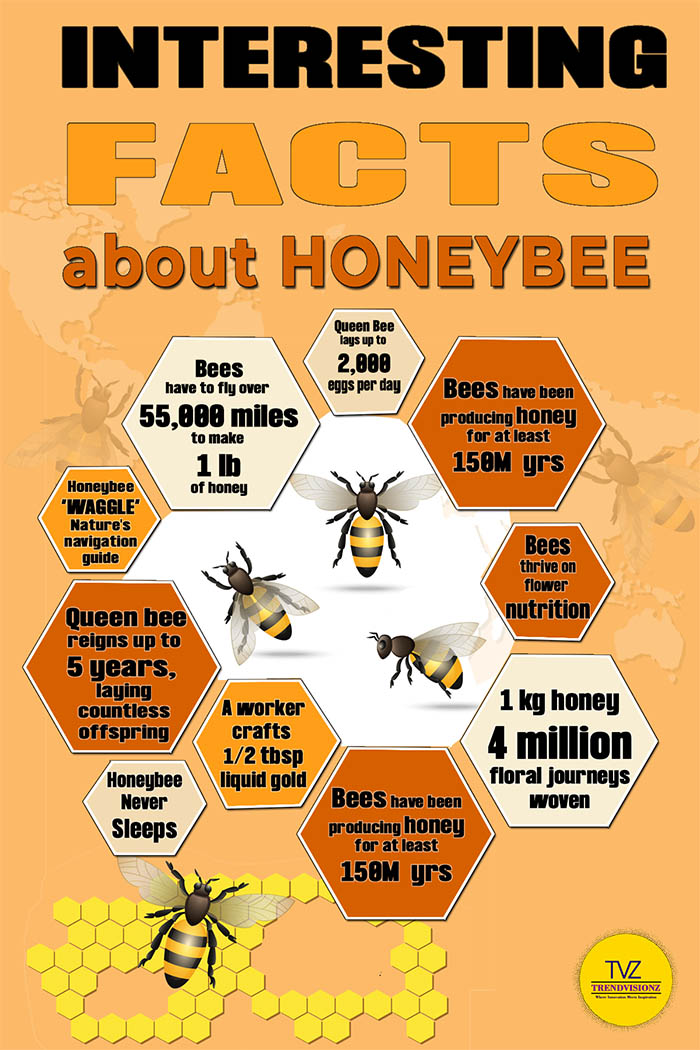 How does Bee Farming works: Complete Profitable Beekeeping Business ...