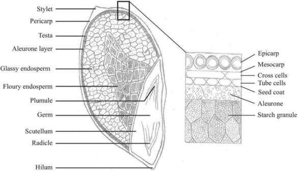 The Magic of Millets: India's Super Grain Goes Global - Trendvisionz