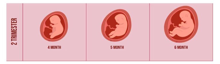 Your Ultimate Guide: Healthy diet in pregnancy and Lactation - Trendvisionz